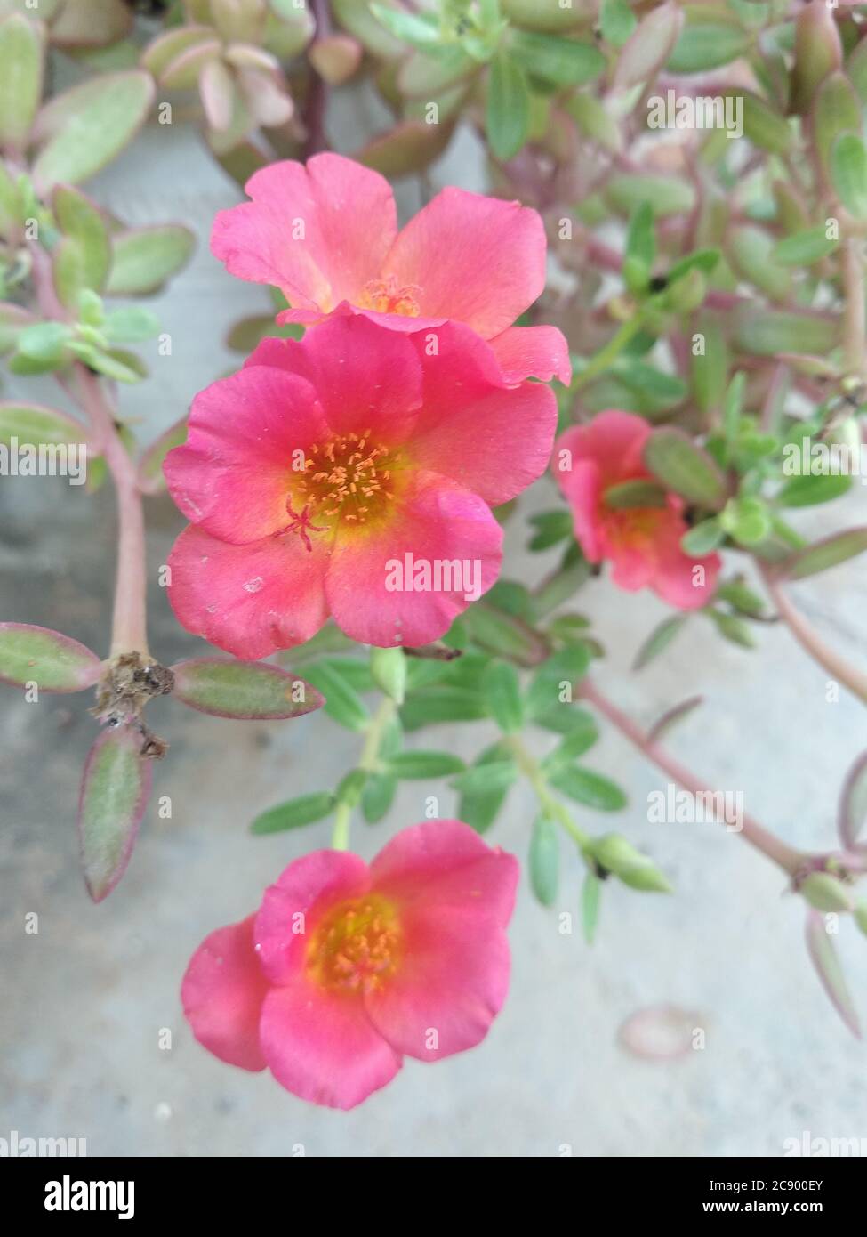 Portulaca grandiflora (Portulaca, Moss Rose, Sun plant, Sun Rose) ; A ...
