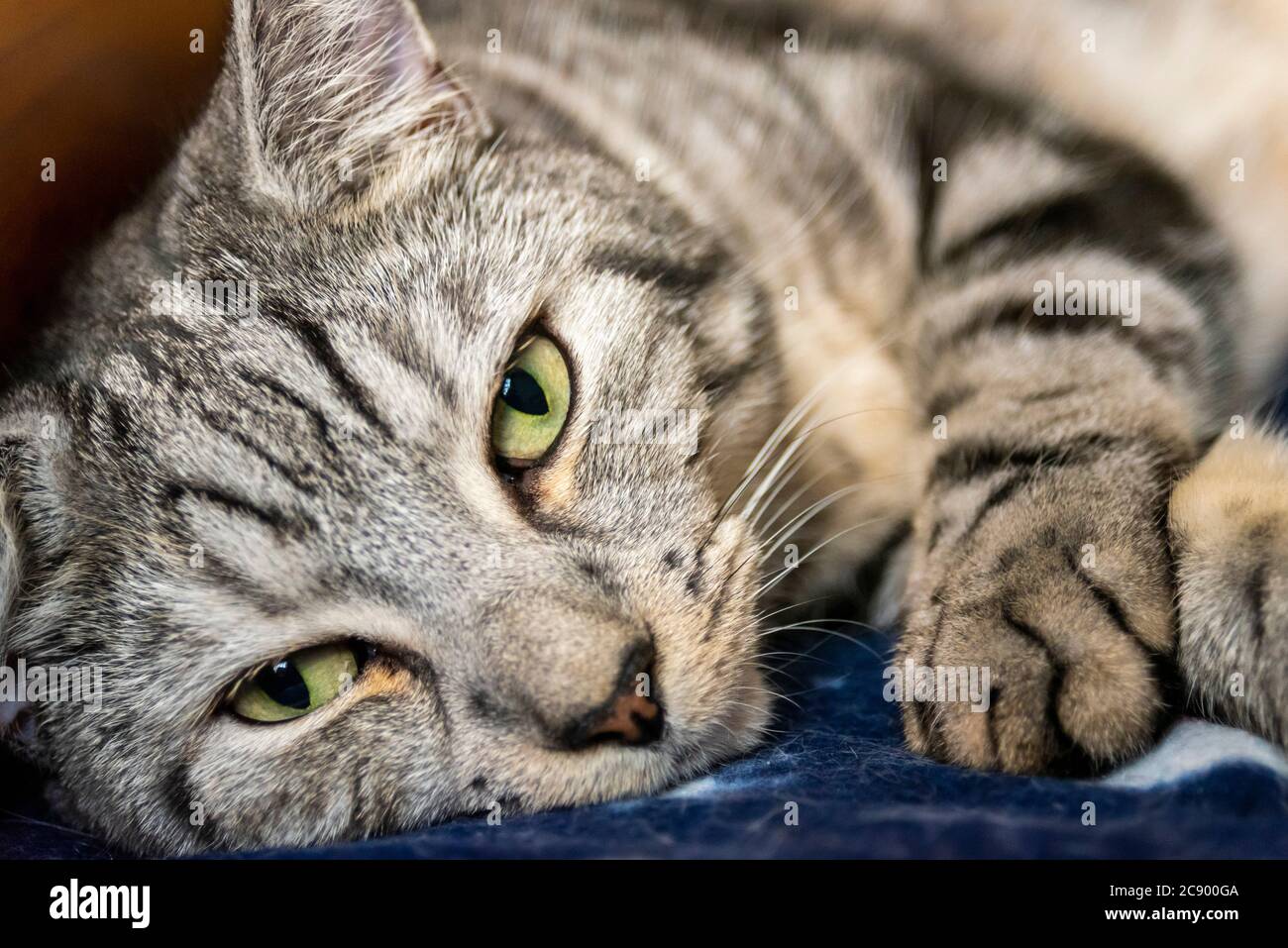 Light Grey American Shorthair