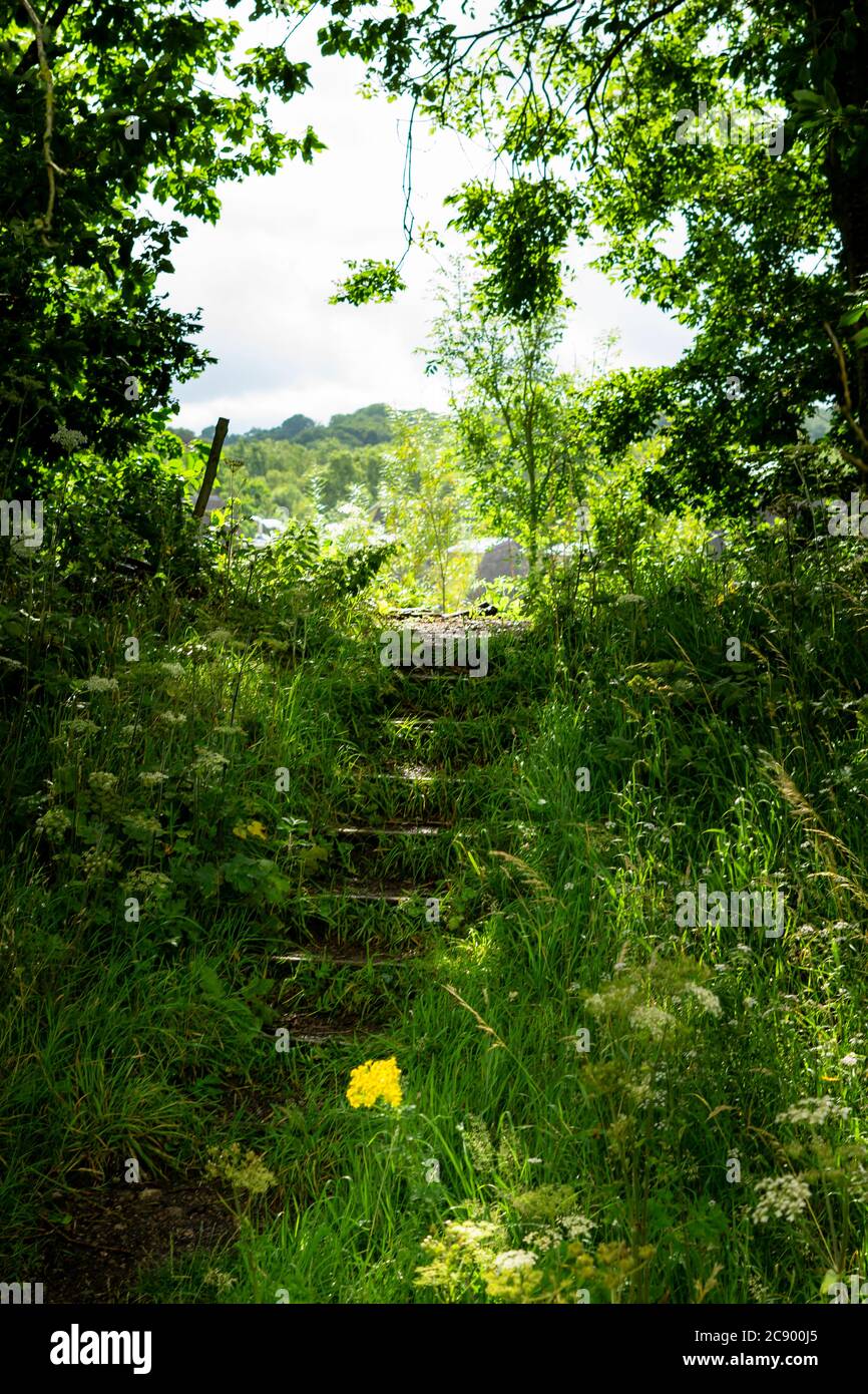 Beautiful path in marshlands hi-res stock photography and images - Alamy