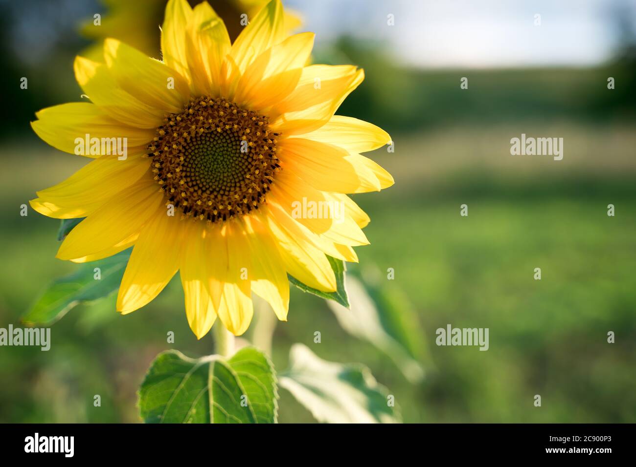 Sunflower on the background of greenery in the sun Stock Photo - Alamy