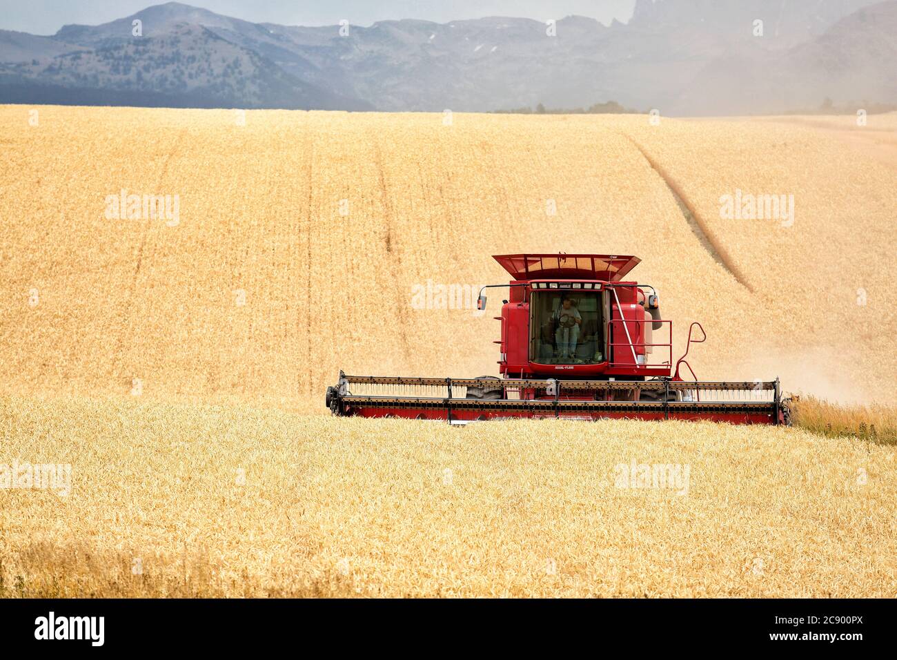 Grain combines cutting and harvesting golden ripe wheat in the fertile ...