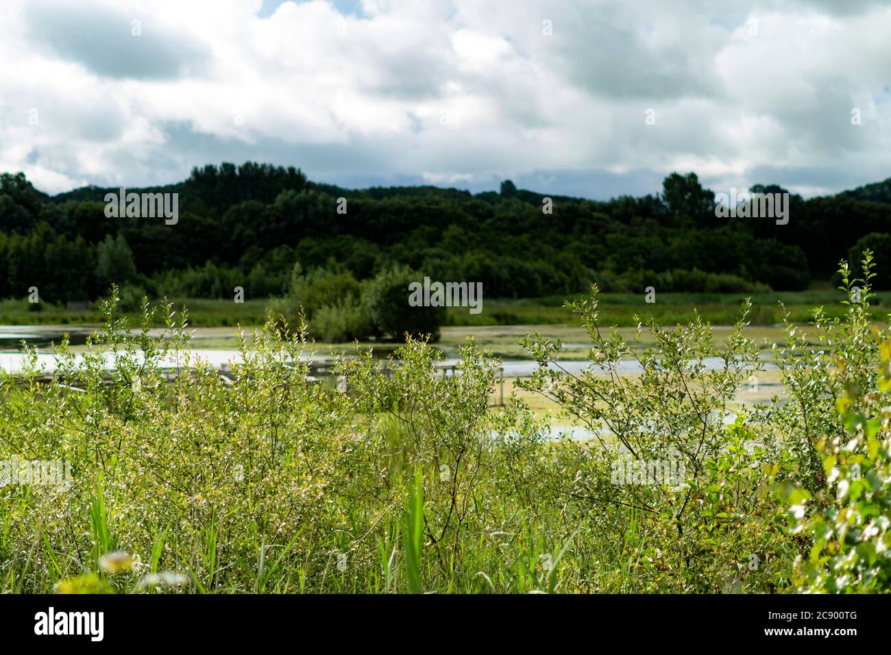 Stunning view of the marshlands with a blurred forest landscape as the ...
