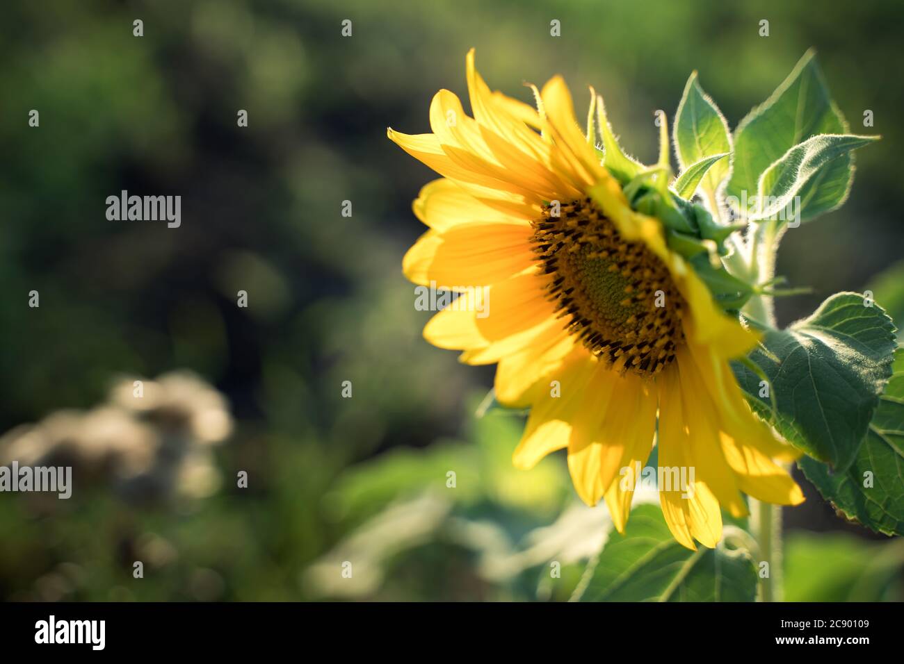 Sunflower on the background of greenery in the sun Stock Photo - Alamy