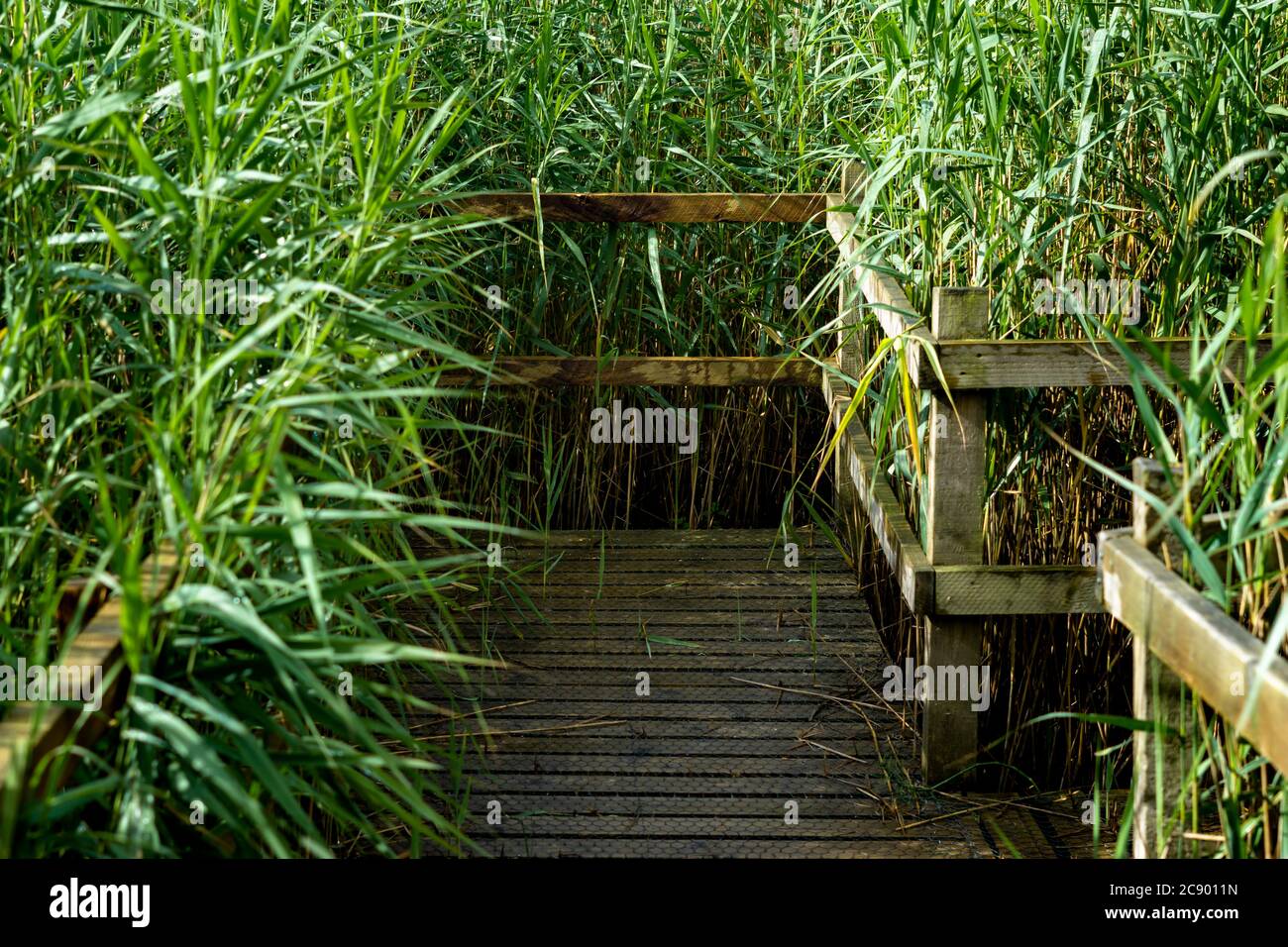 Dramatic path in marshlands hi-res stock photography and images - Alamy