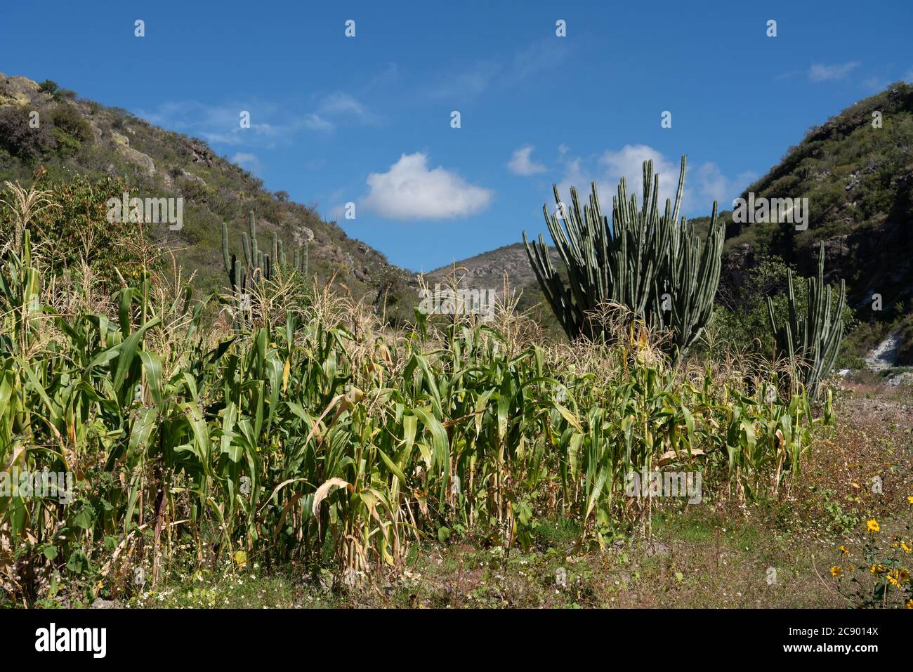 Near this typical farmer's maize field is the Guilá Naquitz cave where ...