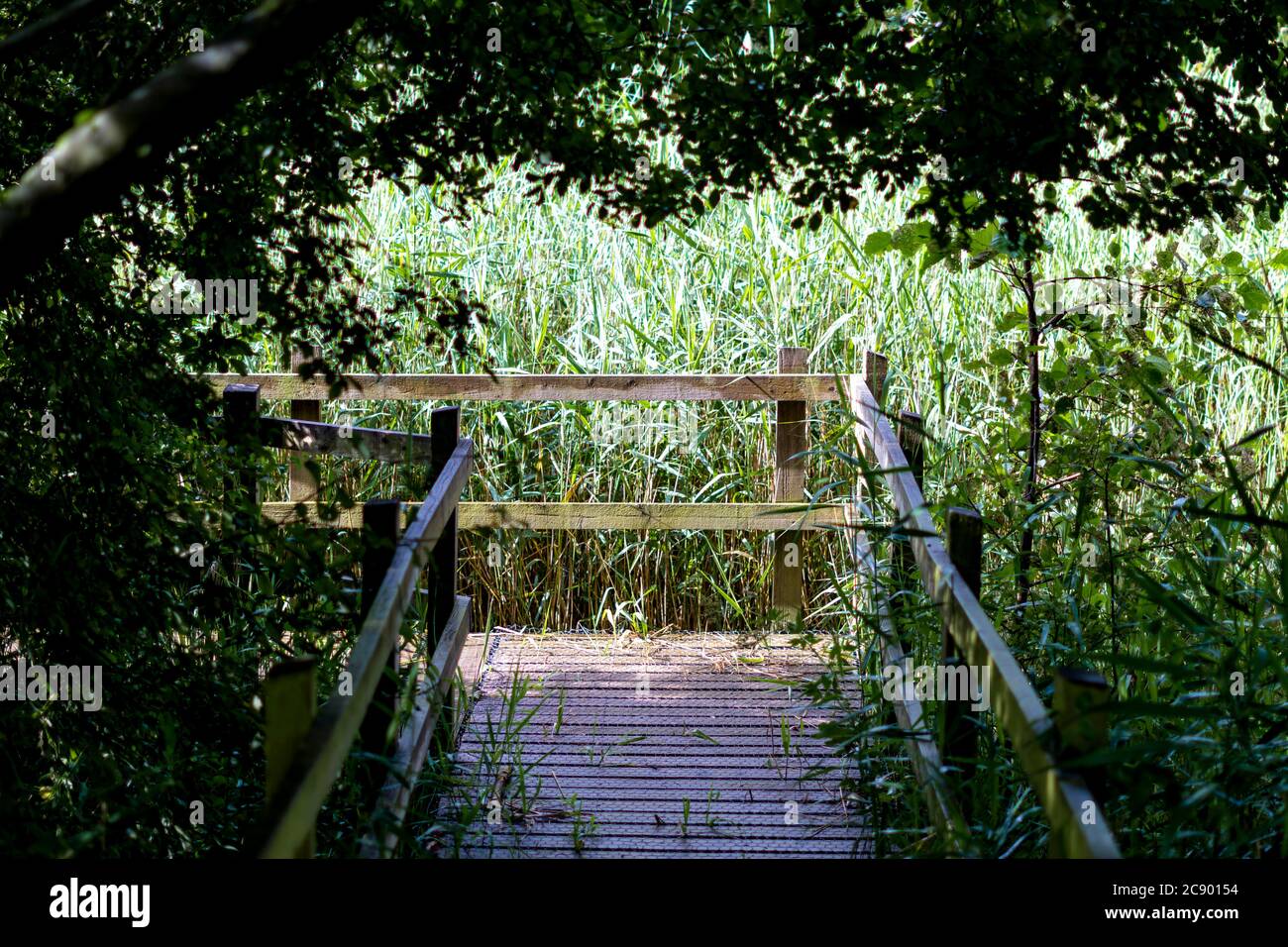 Dramatic path in marshlands hi-res stock photography and images - Alamy