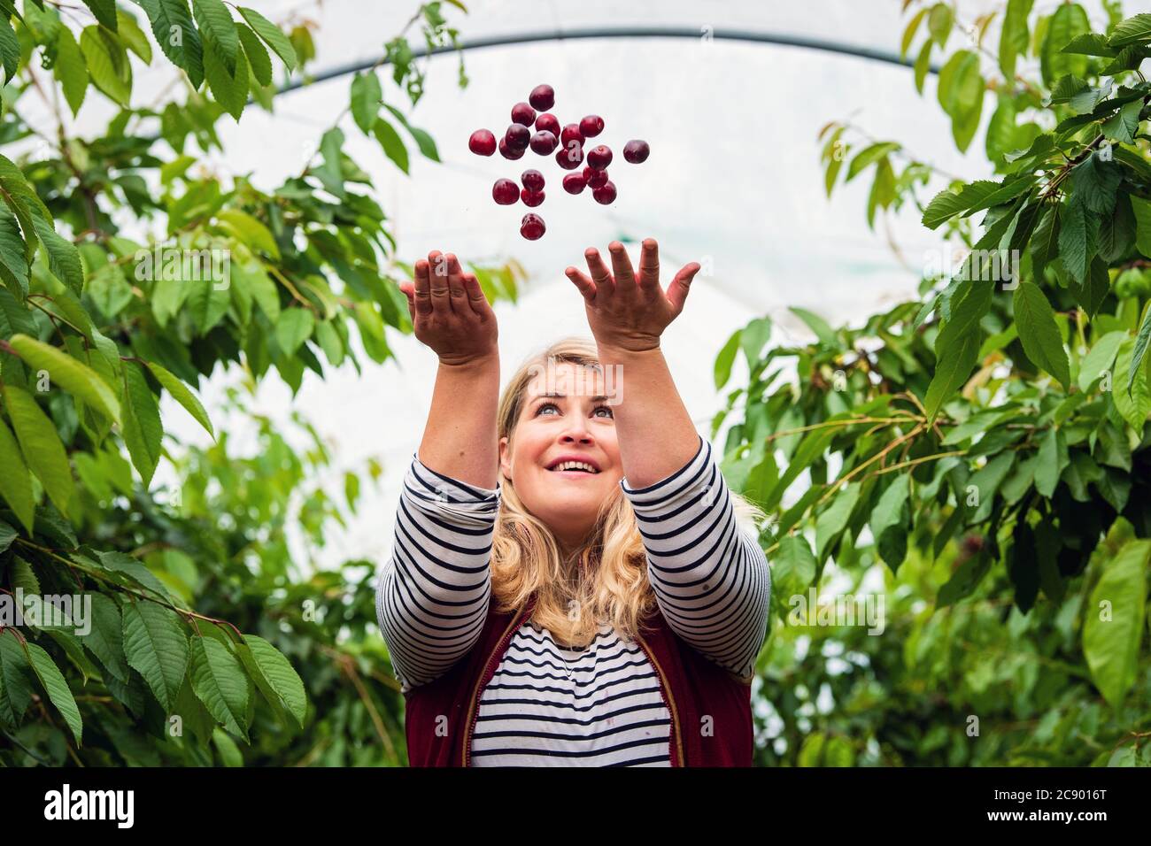 Pictured: Grower Jennifer Marshall SCOTTY BRAND ADDS SCOTTISH CHERRIES ...