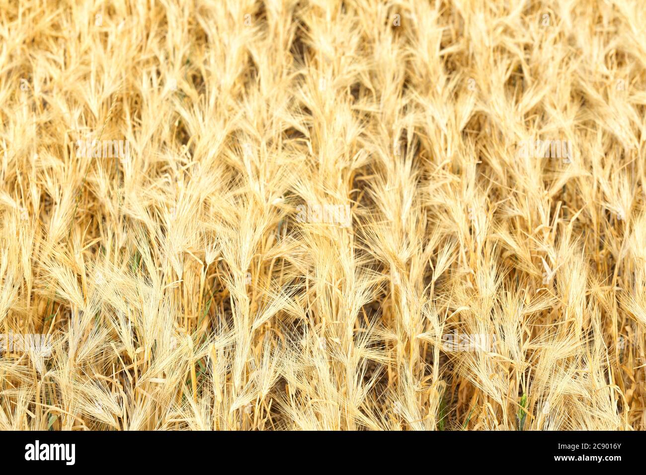 An early morning view of ripe wheat on a dry, or non irrigated farm ...