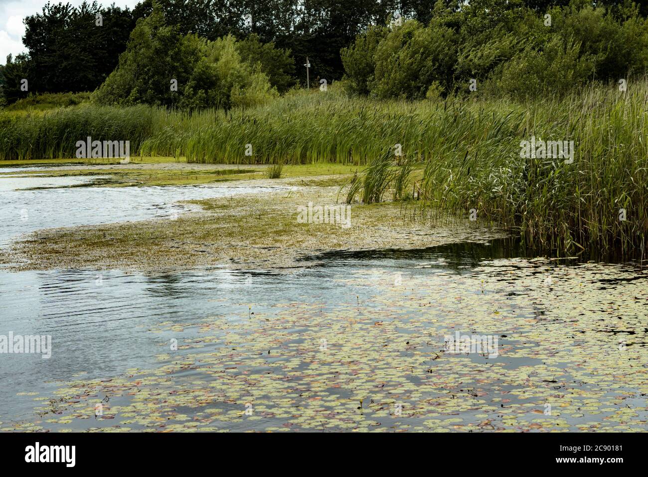 A closer look at the nature within the marshlands. Stunning reflection ...