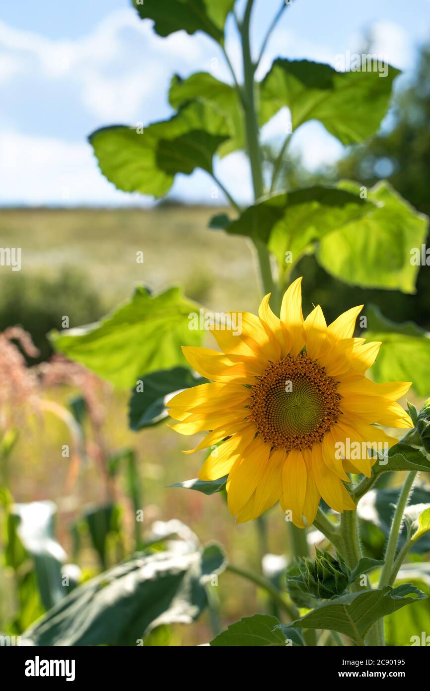 Sunflower on the background of greenery in the sun Stock Photo - Alamy