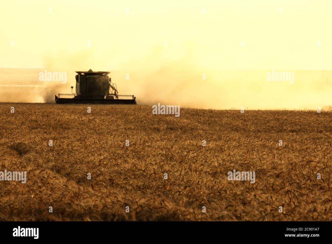 A grain combine in the fertile farm fields of Idaho, harvesting wheat ...