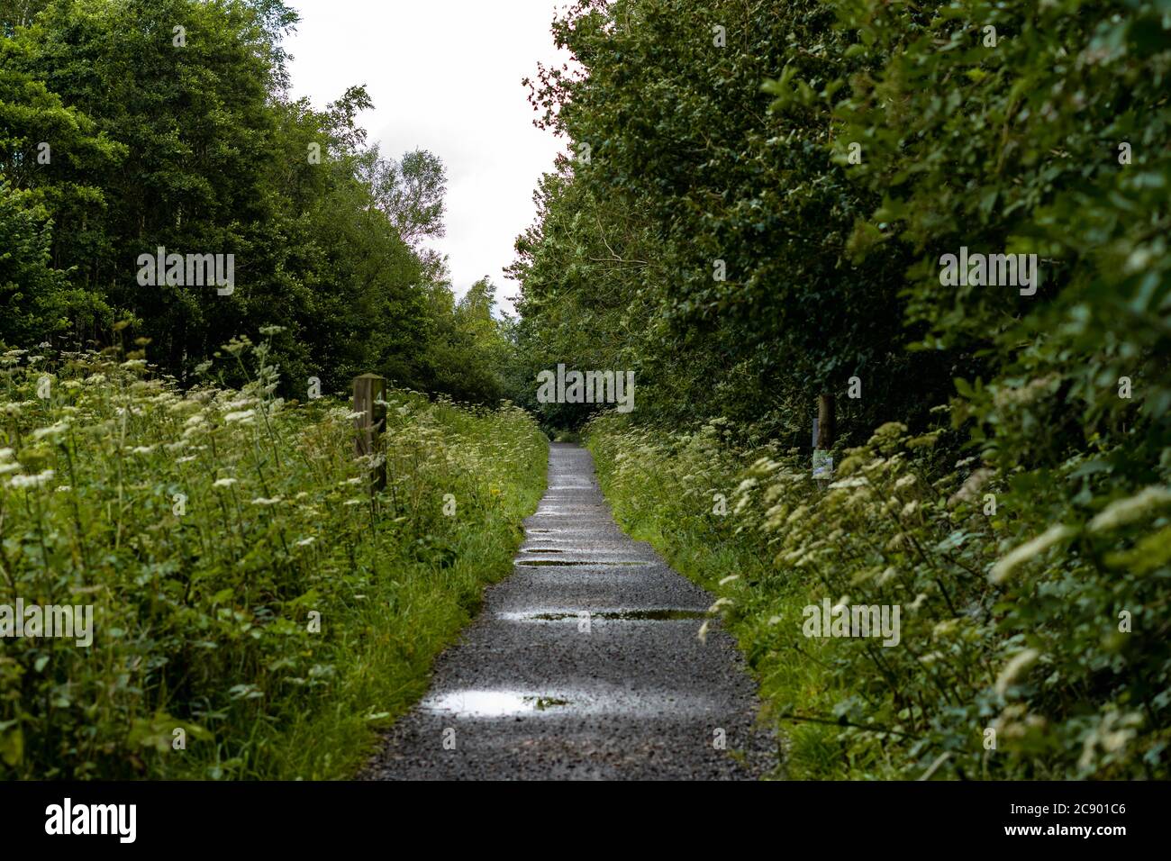 A endless path in the center of a beautiful forest. A path within a ...