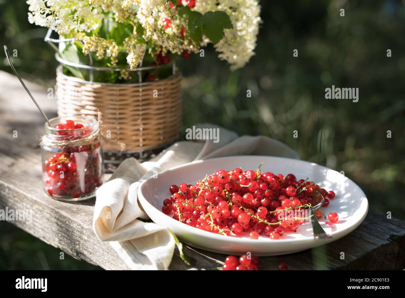 Still life with red currant in the garden in the sun Stock Photo - Alamy
