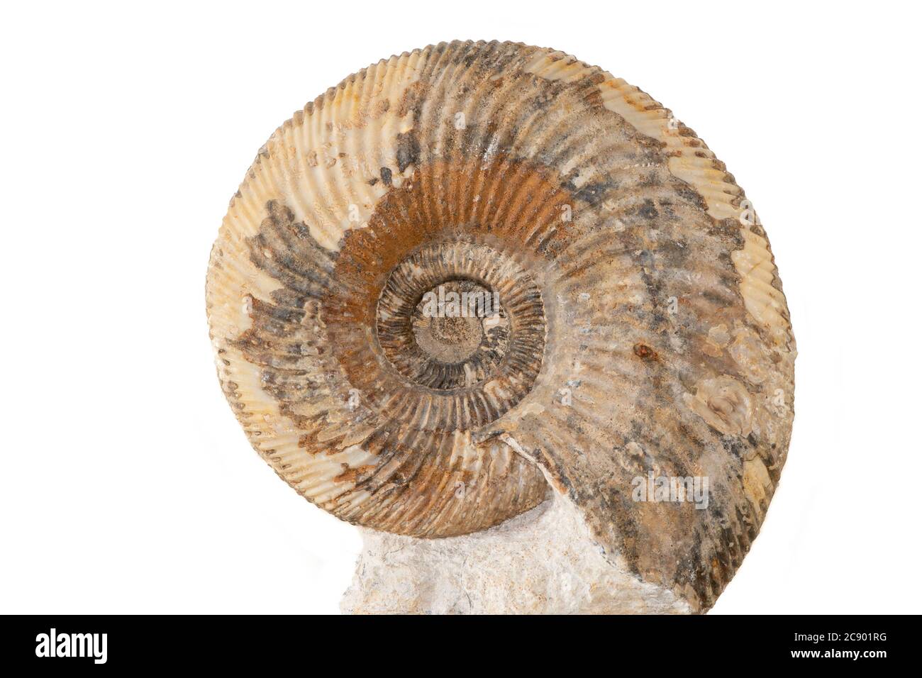 Close up of an ammonite fossil isolated on a white background Stock ...