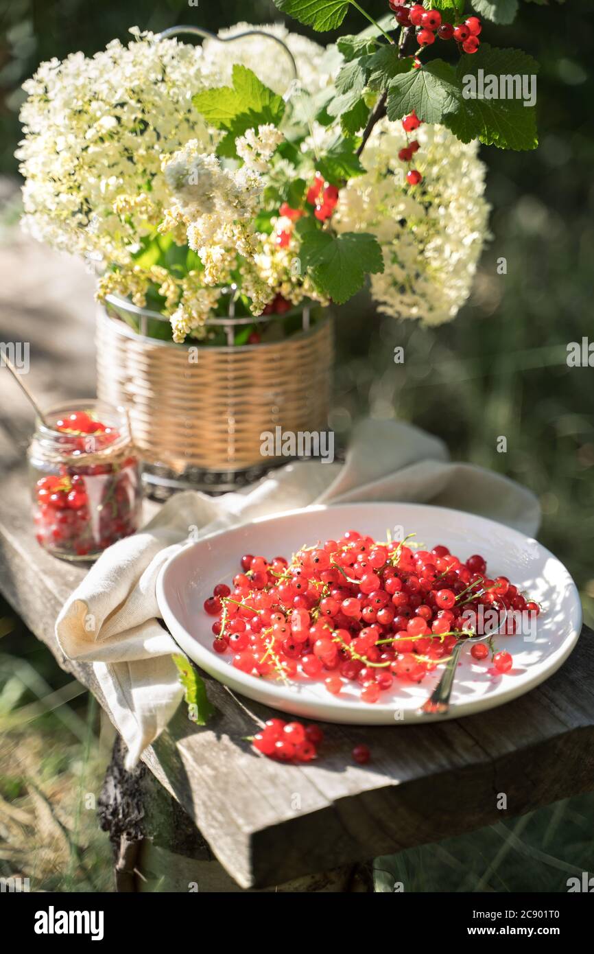 Still life with red currant in the garden in the sun Stock Photo - Alamy
