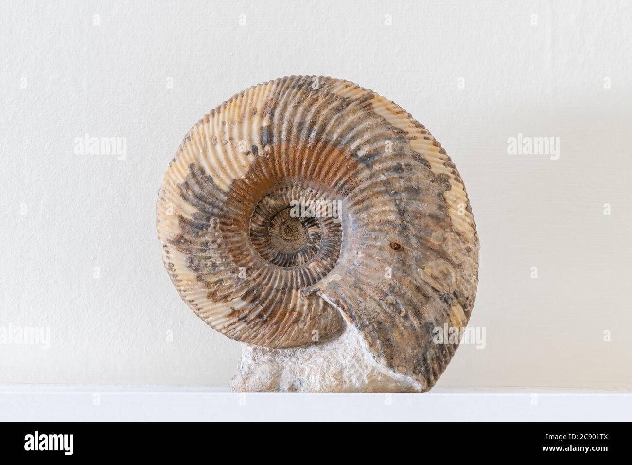Closeup fossilized ammonite extinct marine hi-res stock photography and ...