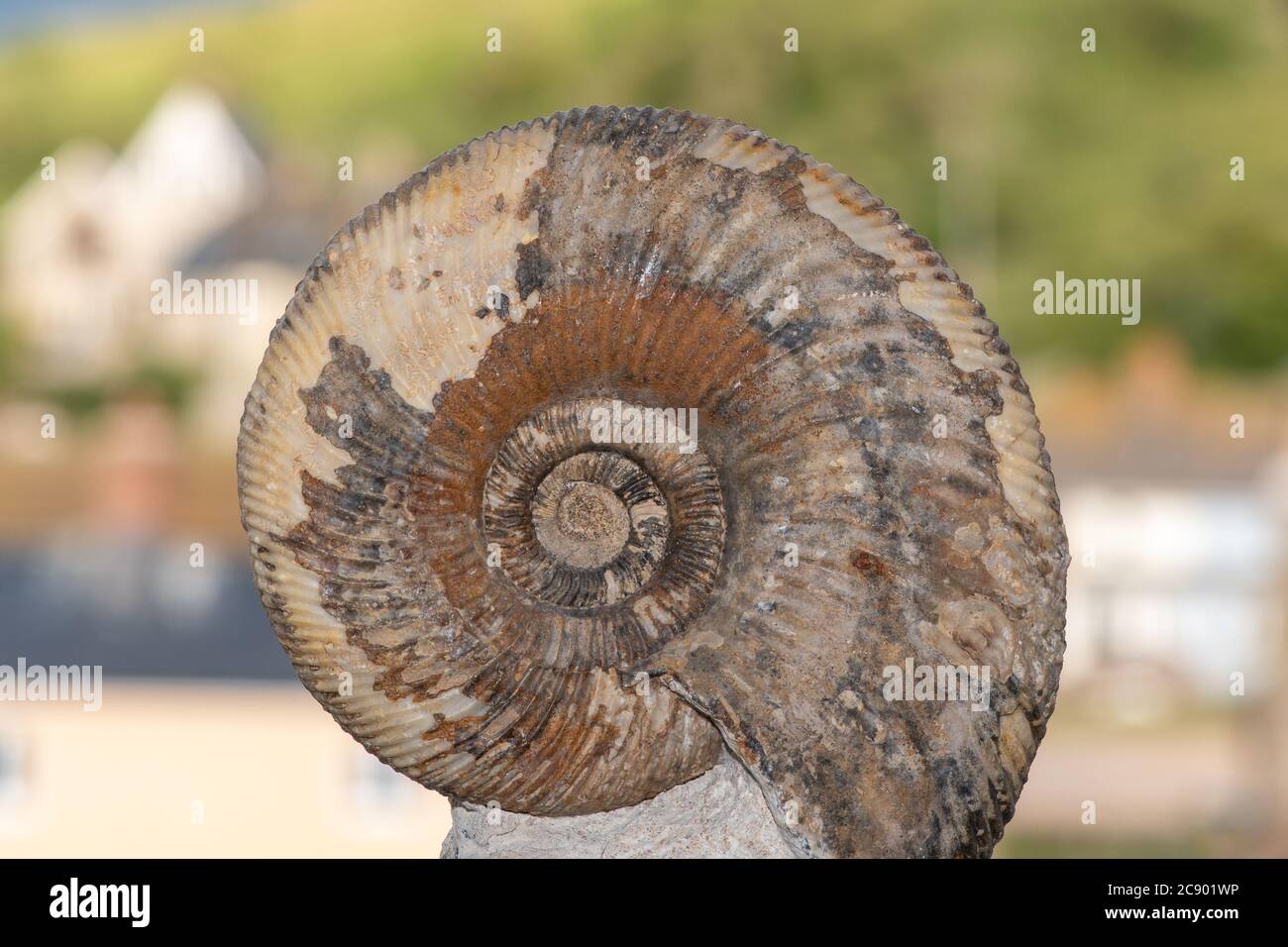Close up of an ammonite fossil Stock Photo - Alamy