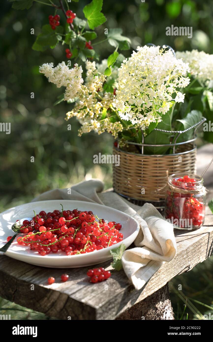 Still life with red currant in the garden in the sun Stock Photo - Alamy