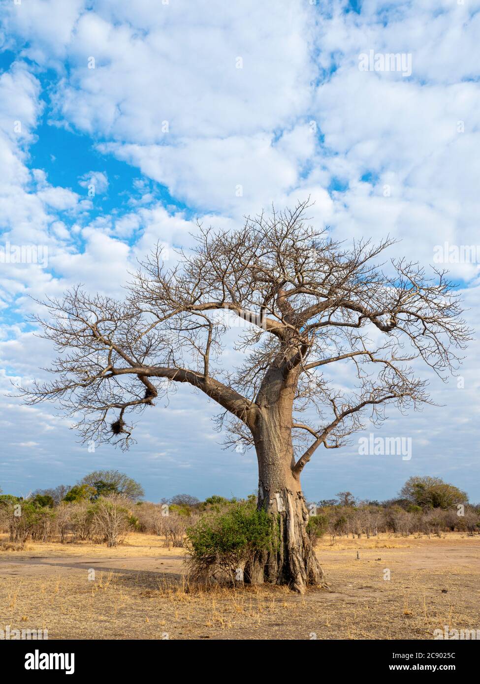 Adansonia digitata tree hi-res stock photography and images - Alamy