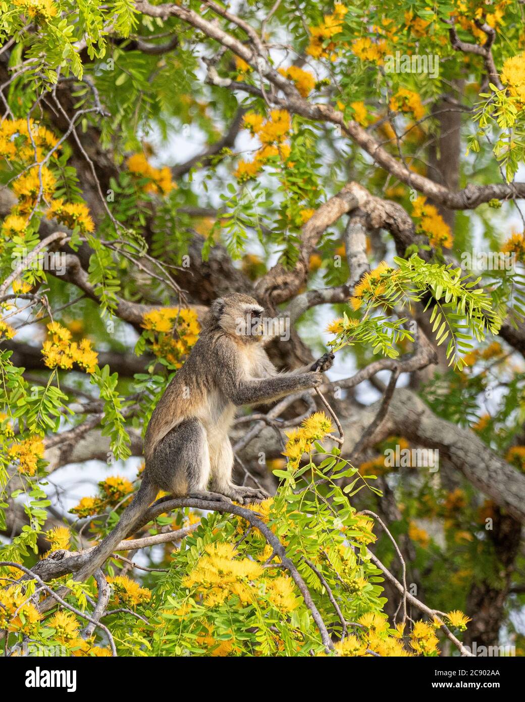 An adult vervet monkey, Chlorocebus pygerythrus, in South Luangwa ...