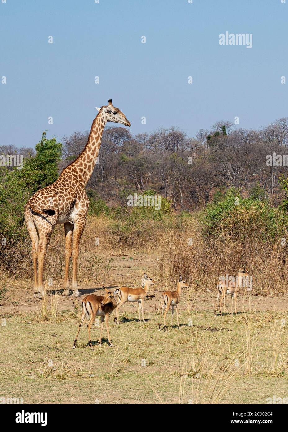 Thornicroft's Giraffe High Resolution Stock Photography and Images - Alamy