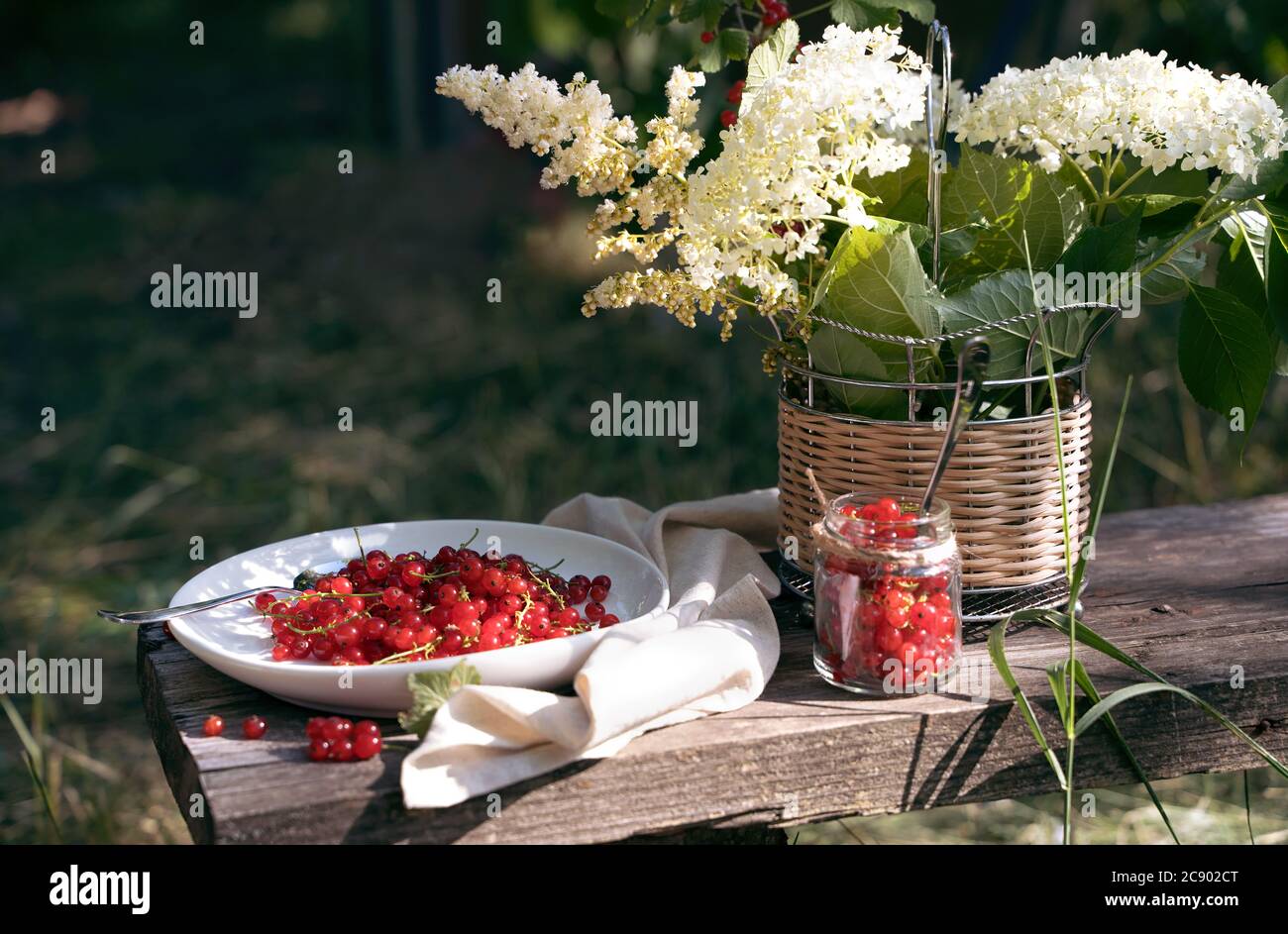 Still life with red currant in the garden in the sun Stock Photo - Alamy