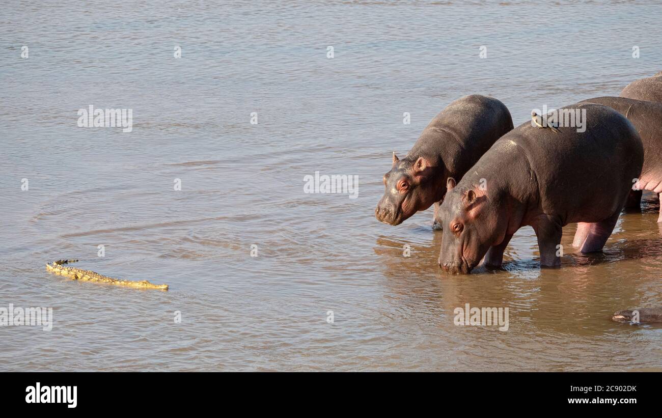 Hippopotamus And Crocodile High Resolution Stock Photography and Images ...