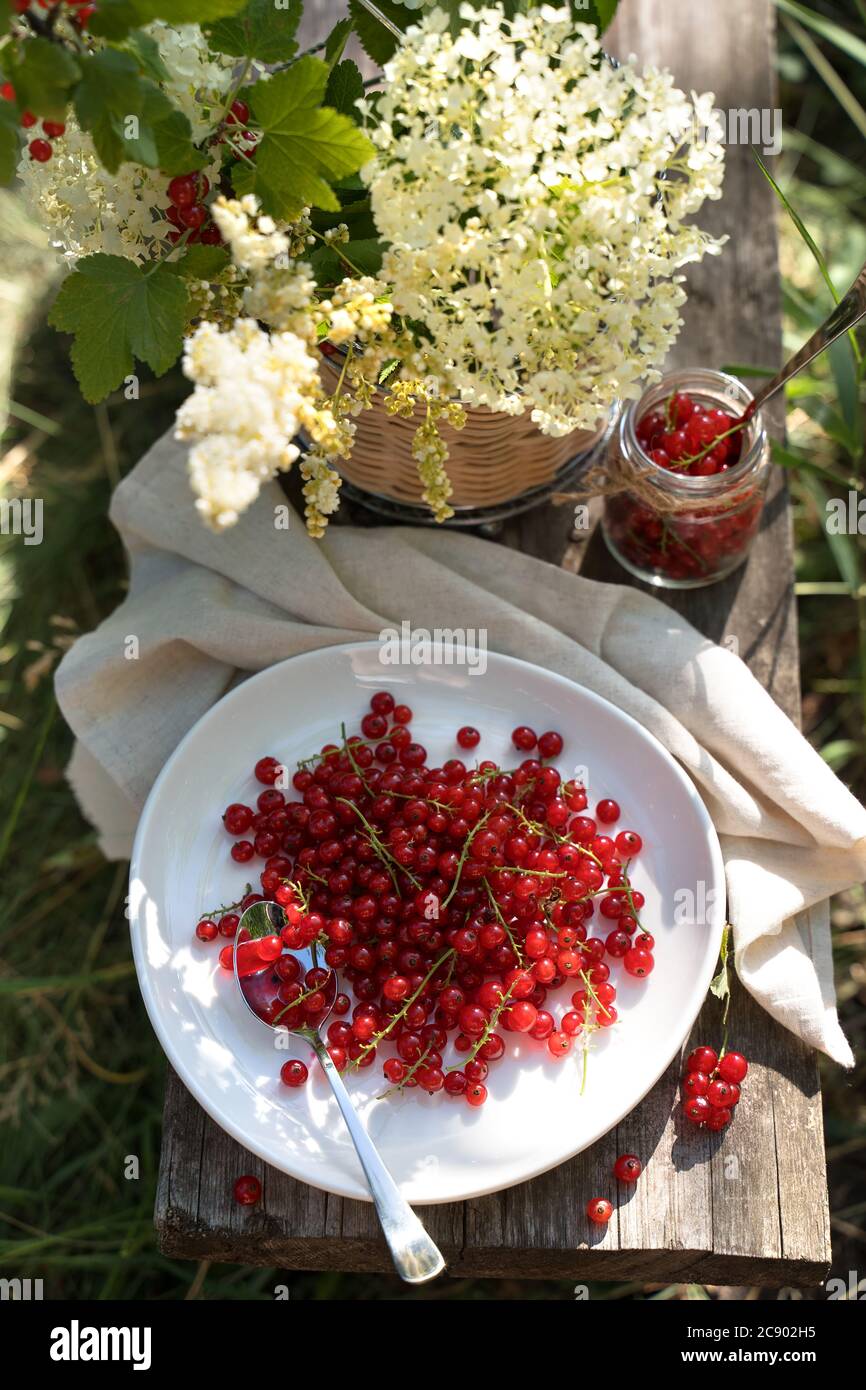 Still life with red currant in the garden in the sun Stock Photo - Alamy