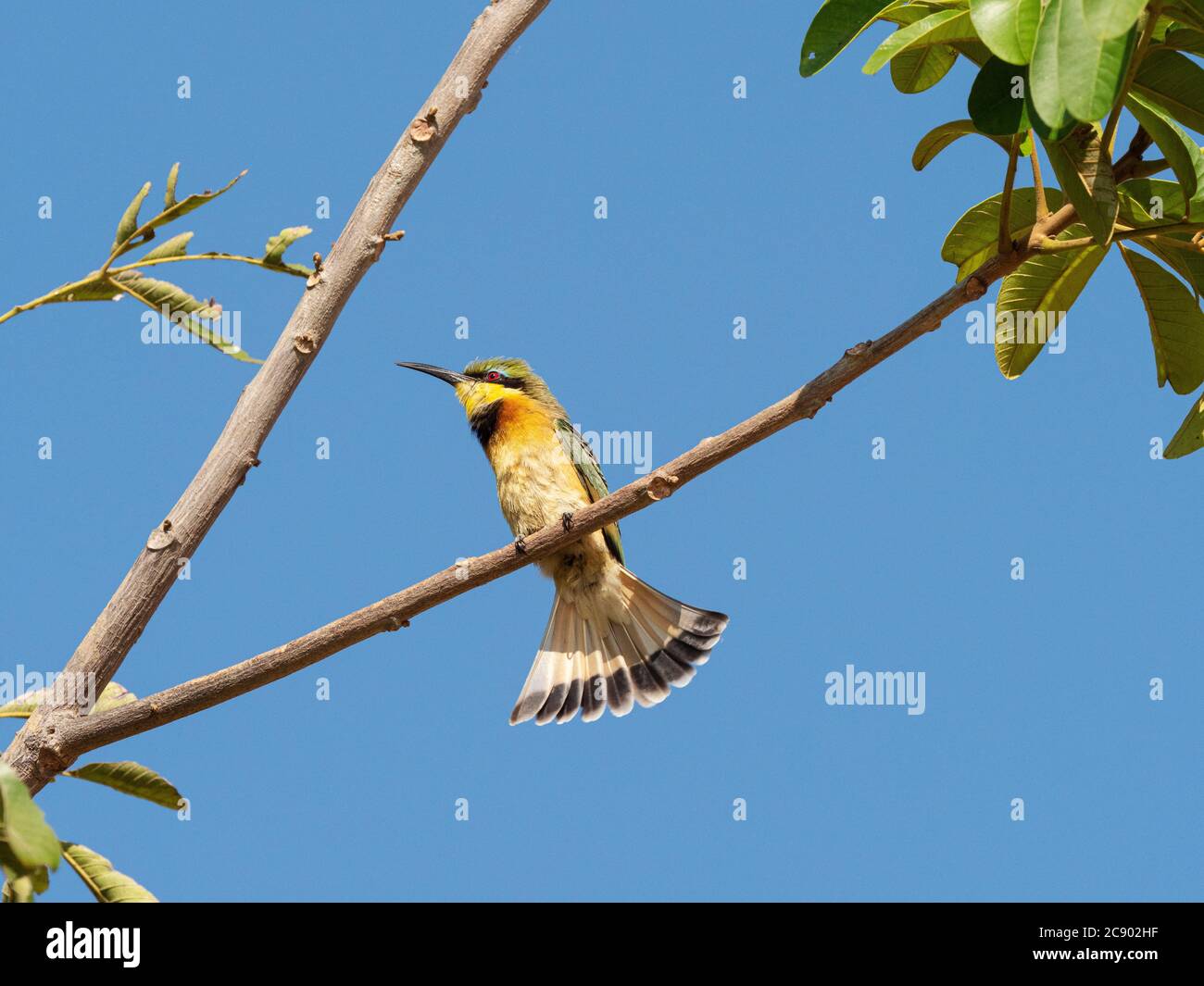 Zambia national bird hi-res stock photography and images - Alamy