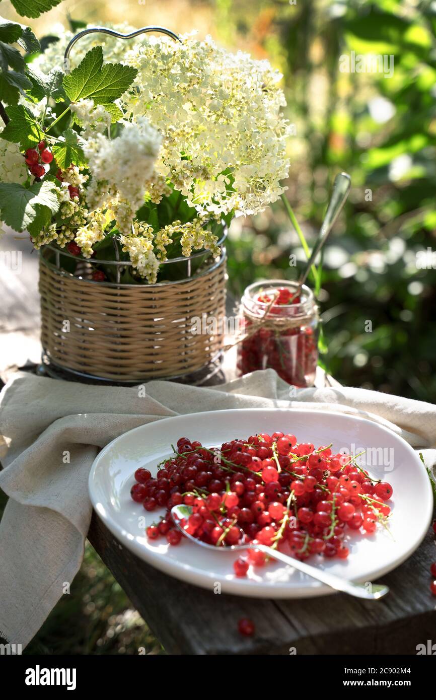 Still life with red currant in the garden in the sun Stock Photo - Alamy