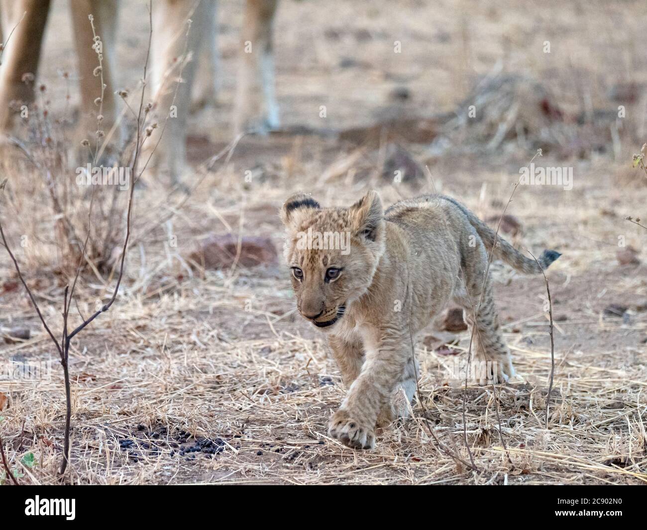 Baby lion cub hi-res stock photography and images - Alamy