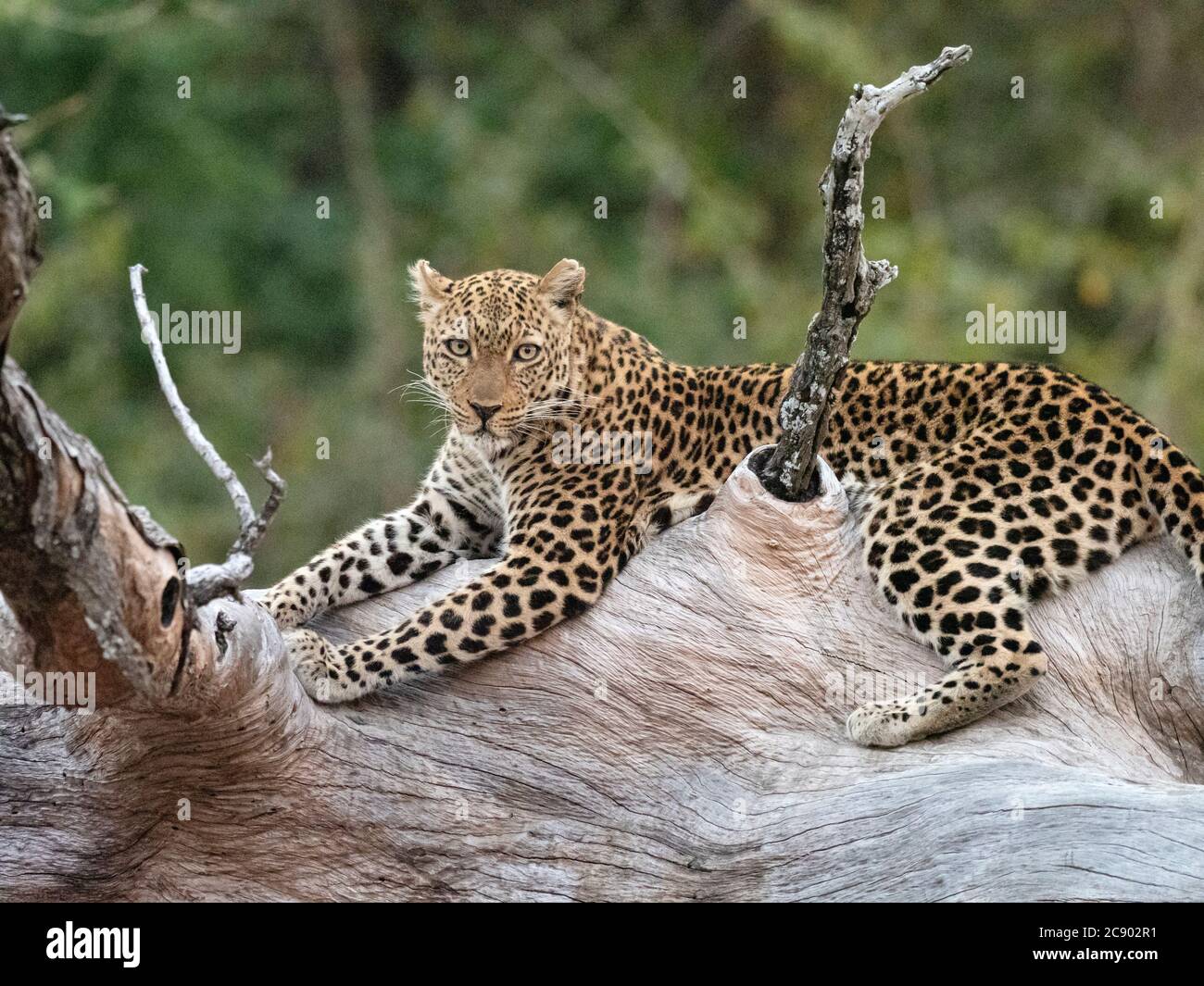 An adult female leopard, Panthera pardus, in South Luangwa National ...