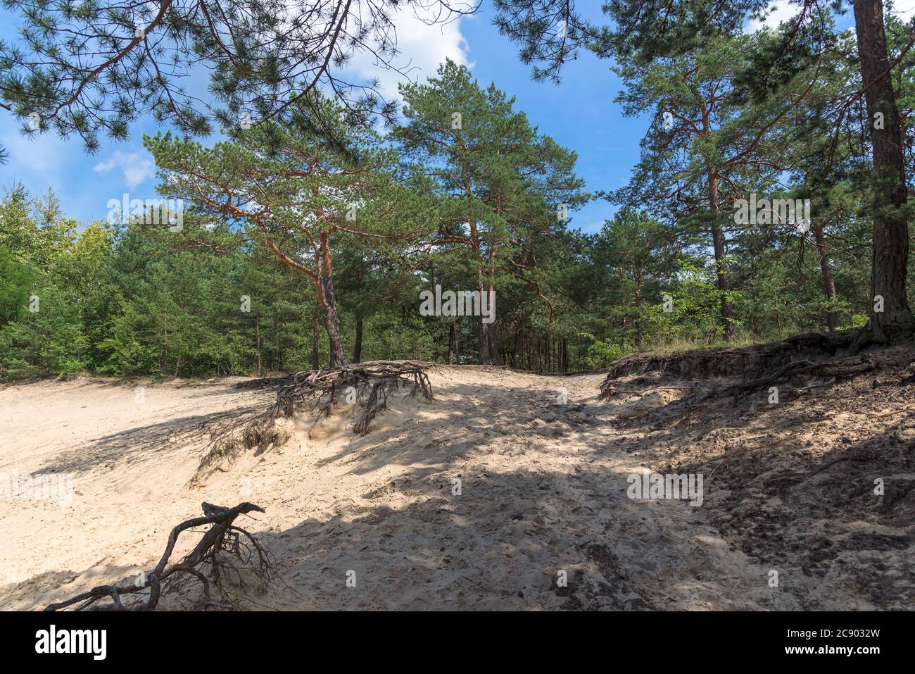 View of conifer forest landscape with sandy ground in southern Poland ...