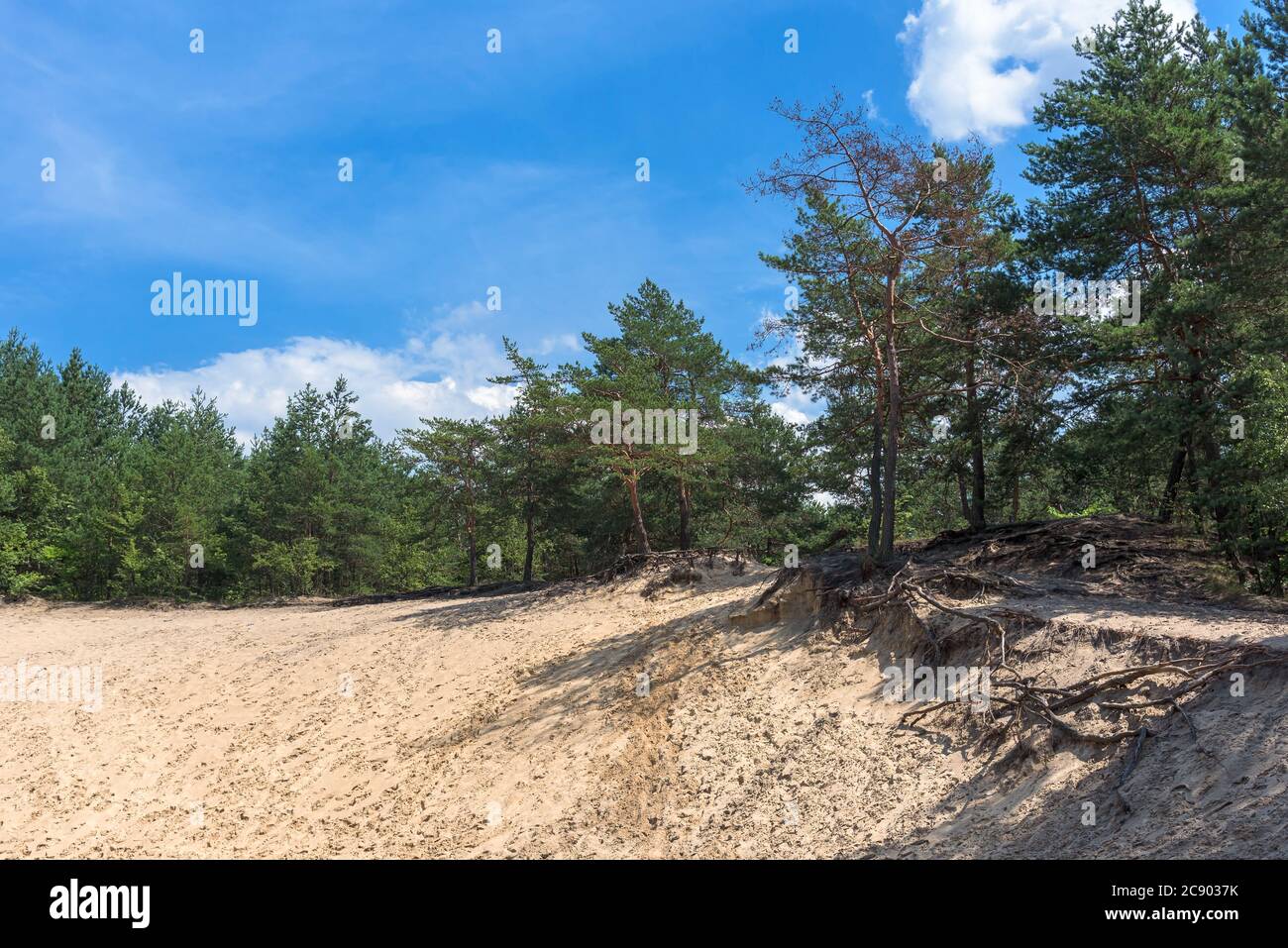 Conifer forest ground hi-res stock photography and images - Alamy