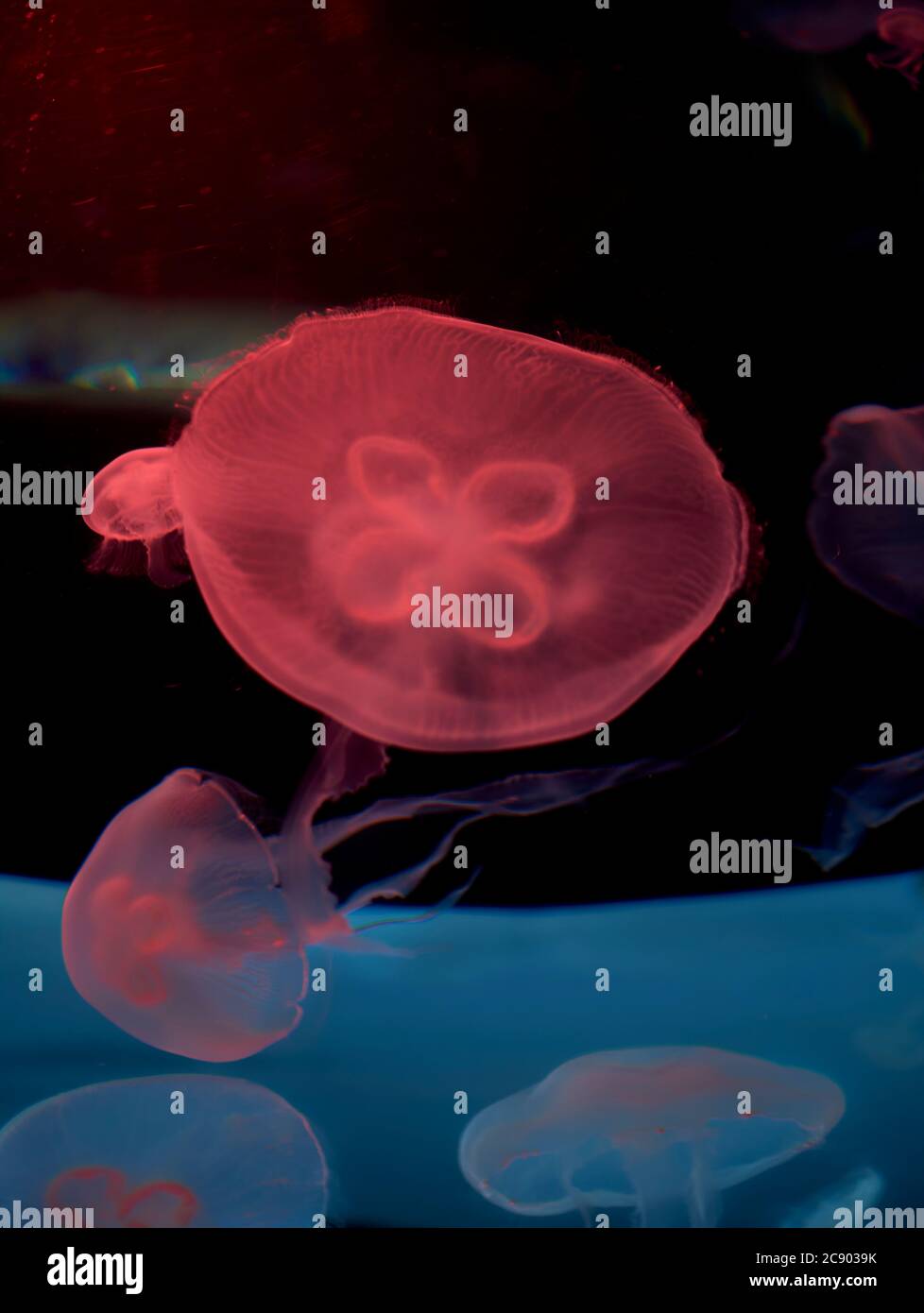 Group of common jellyfish in the ocean, red, fluorescent, dark Stock ...