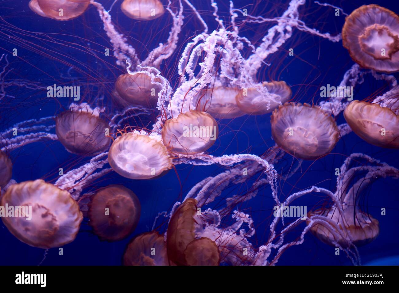 Japanese nettle hi-res stock photography and images - Alamy