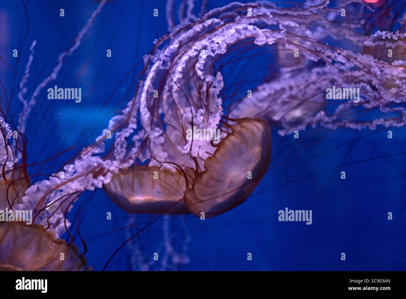 Japanese nettle hi-res stock photography and images - Alamy