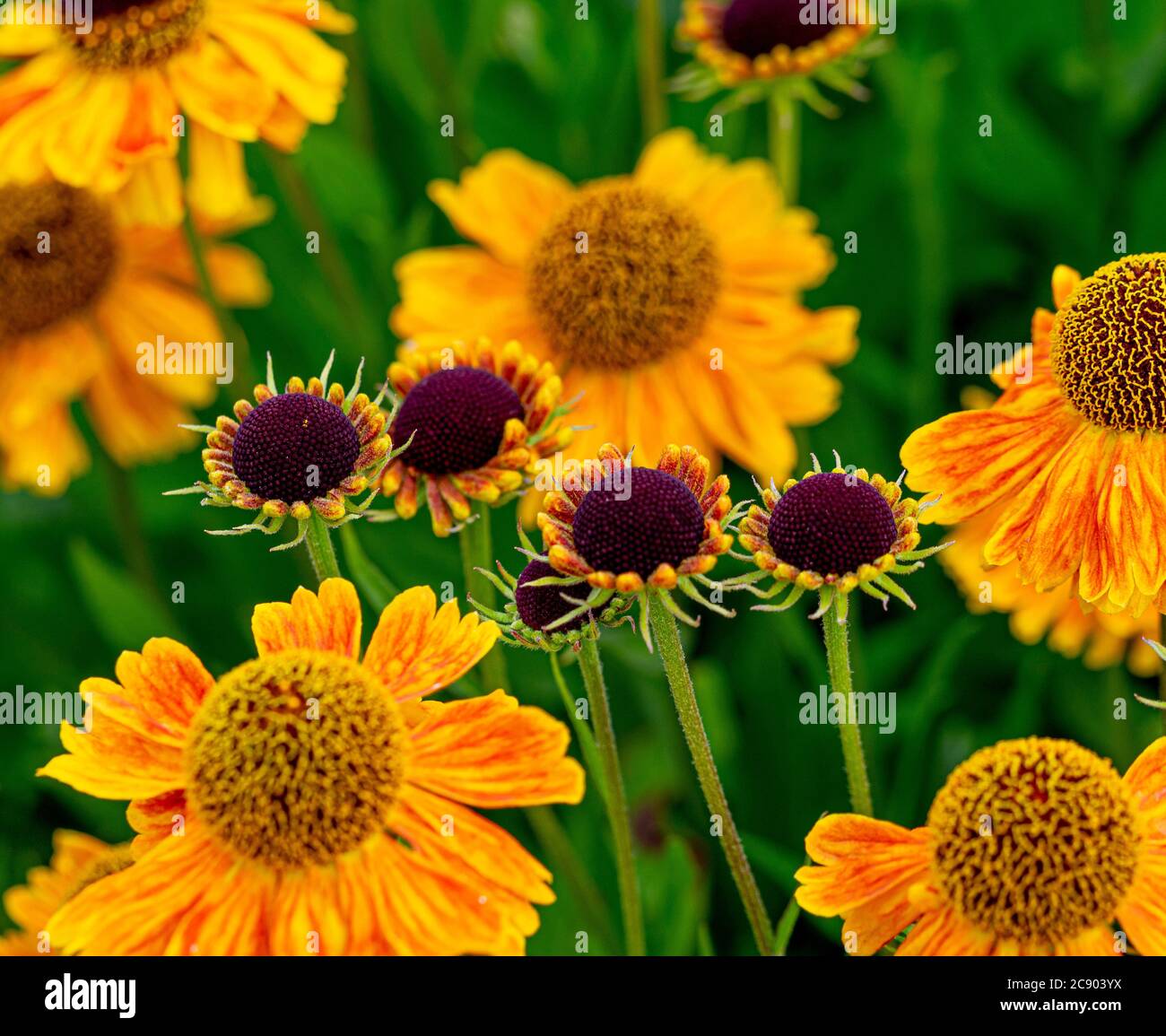 Helenium butterpat flowers hi-res stock photography and images - Alamy