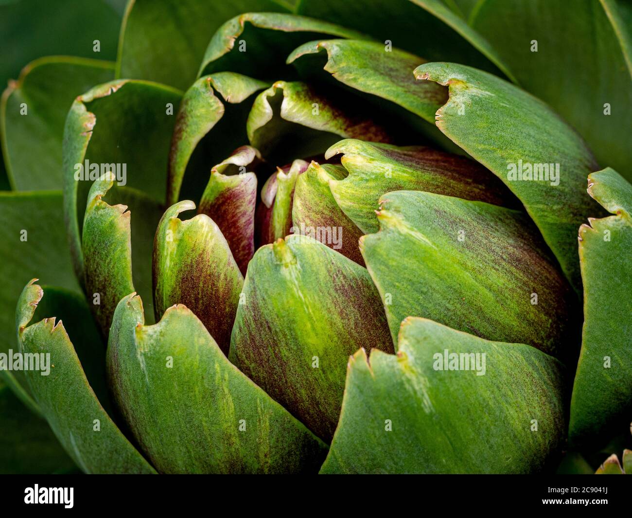 Growing edible flowers hi-res stock photography and images - Alamy