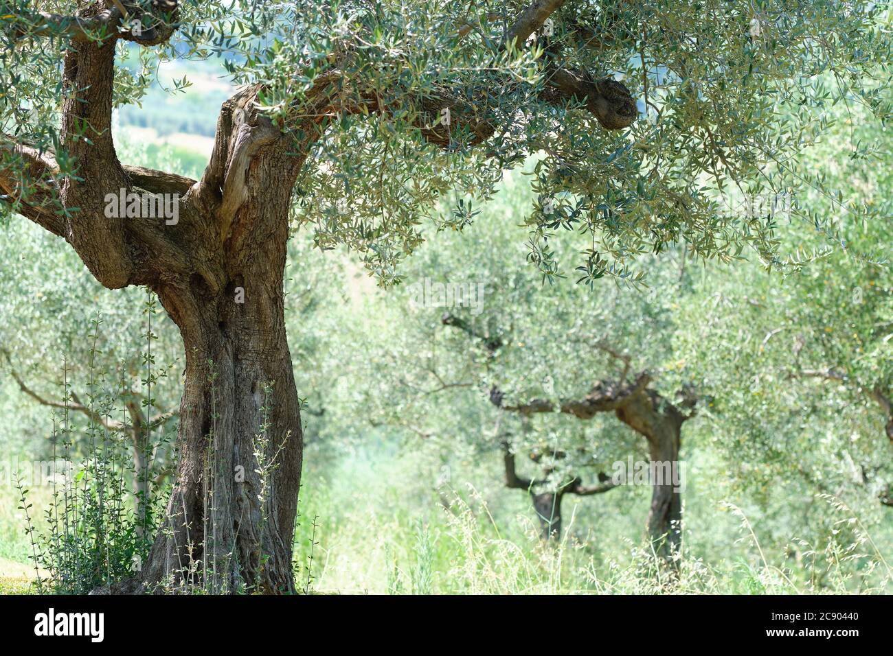 Olive tree on olive trees background. Peaceful and calm natural ...