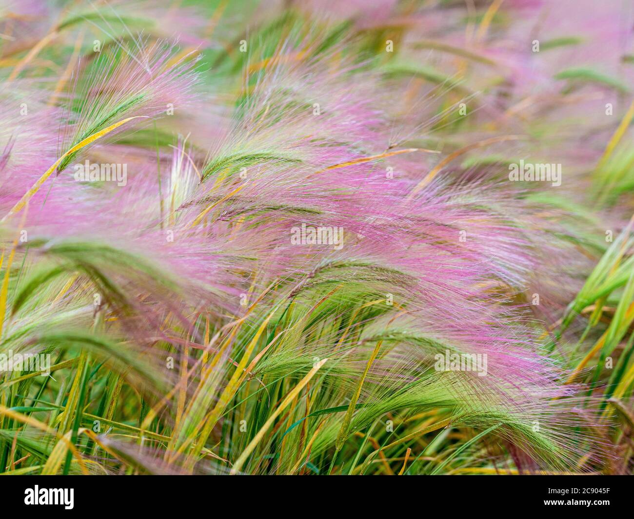 Pink mouse barley hi-res stock photography and images - Alamy