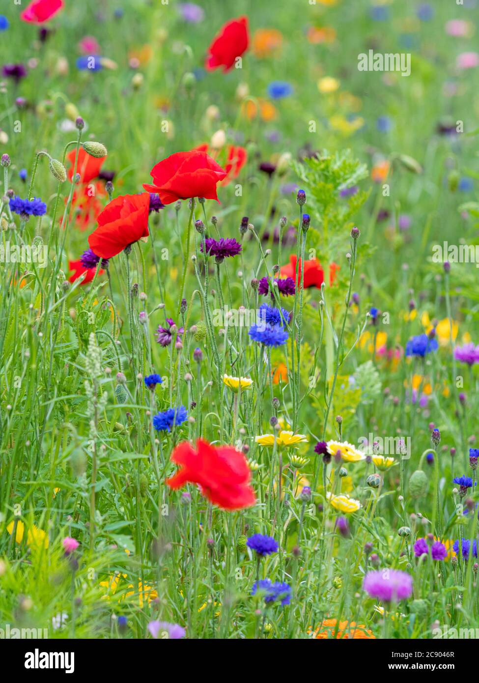 Summer wildflower meadow with poppies and cornflowers growing in the UK ...