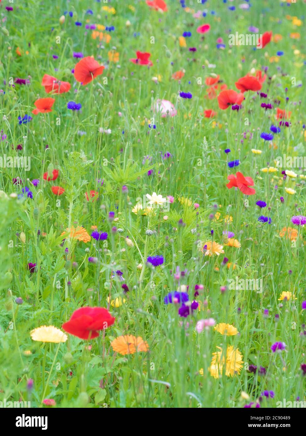 Summer wildlife meadow with poppies and cornflowers growing in the UK ...
