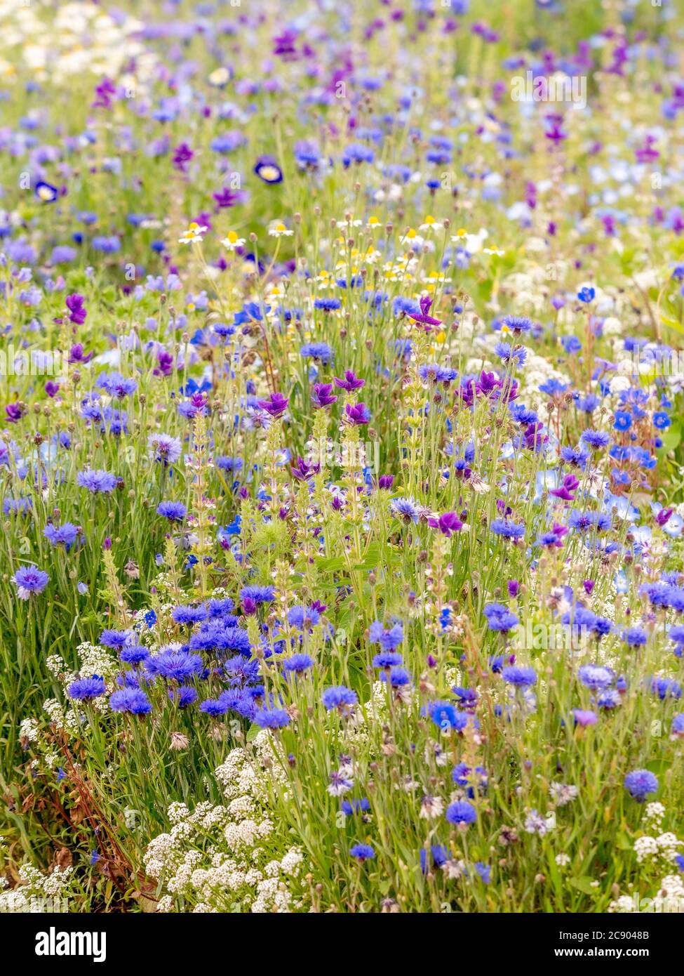 Meadow scheme hi-res stock photography and images - Alamy