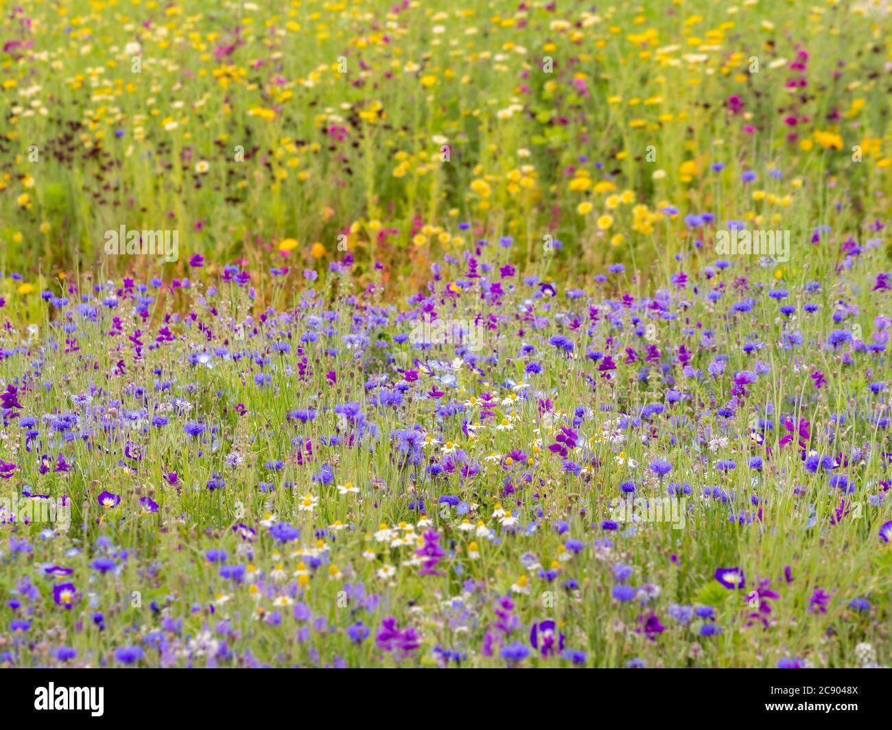Blue and yellow colour themed flower meadows Stock Photo - Alamy
