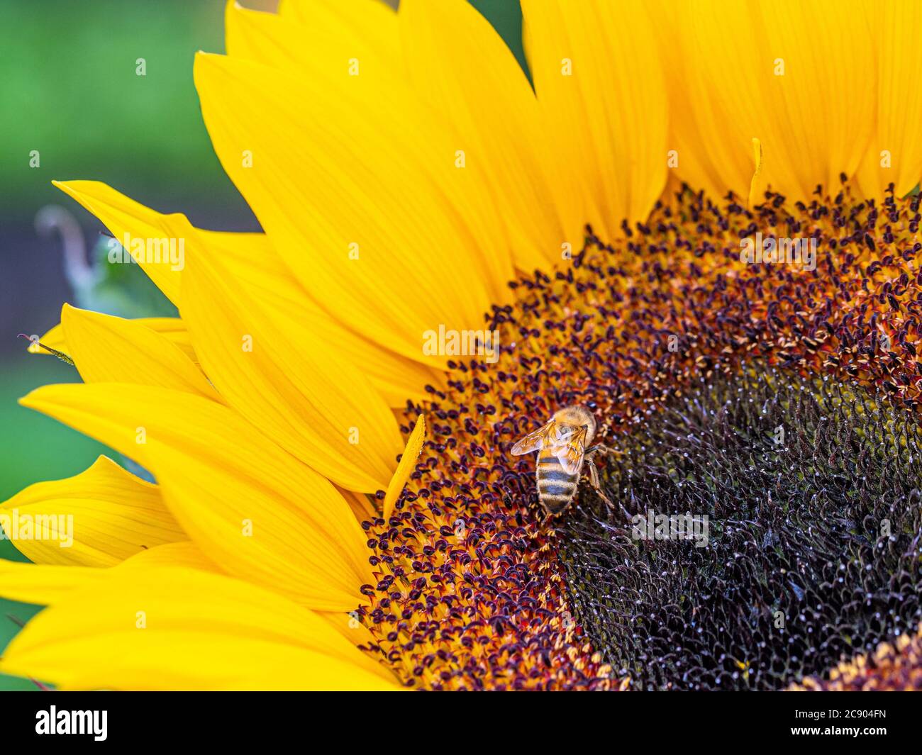 Sunflower bee uk hi-res stock photography and images - Alamy