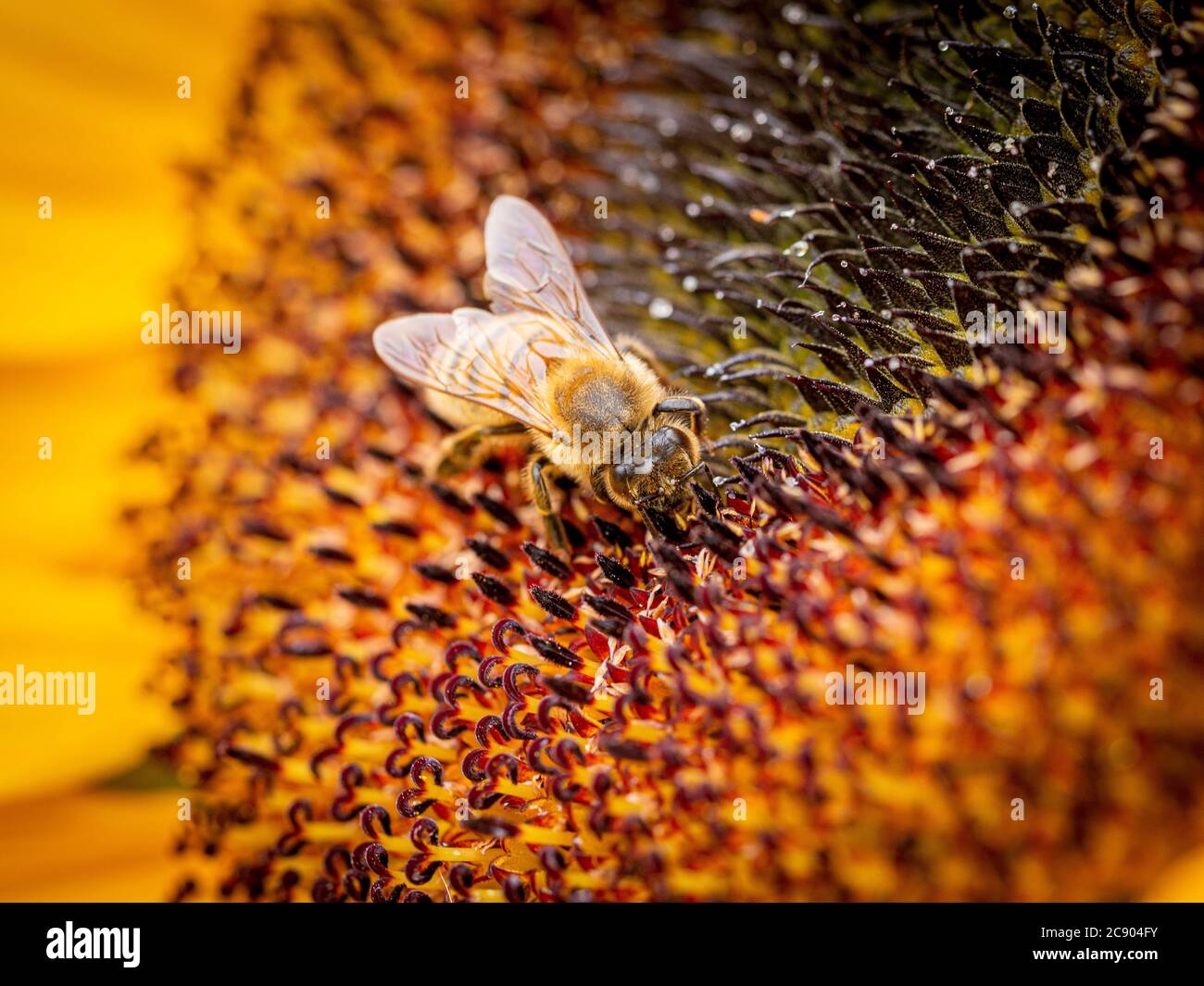 Sunflower bee uk hi-res stock photography and images - Alamy