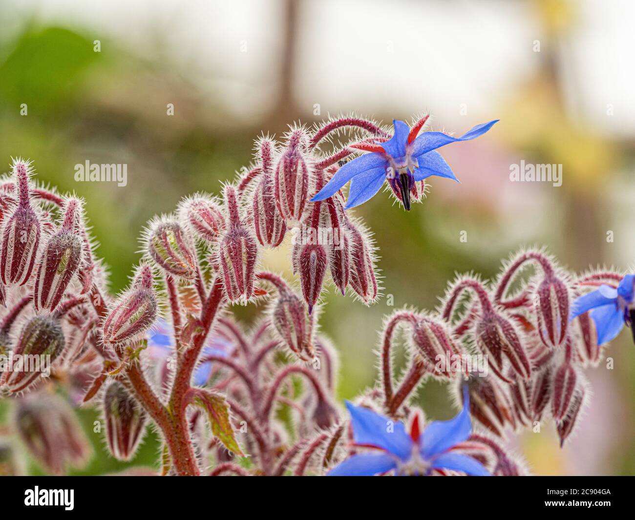 Close up of the spiky stems and blue flowers of the borage plant Stock ...