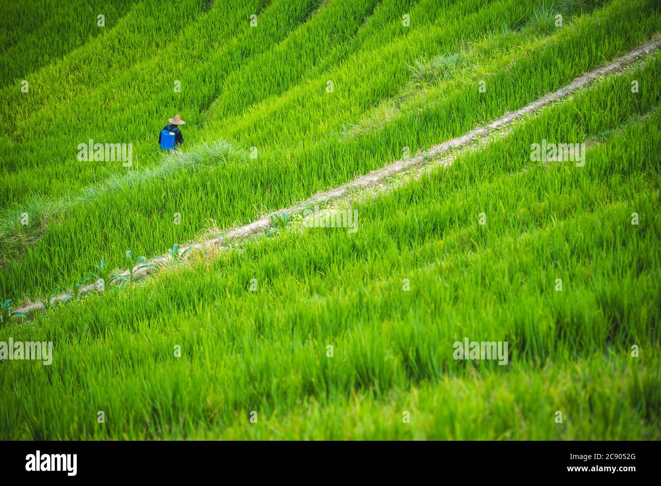 Bug on paddy plants hi-res stock photography and images - Alamy