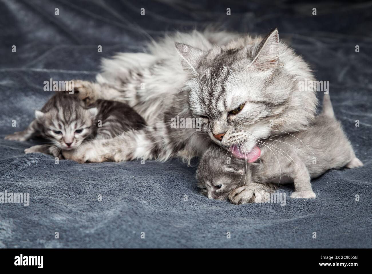 Mummy Cat And Kitten